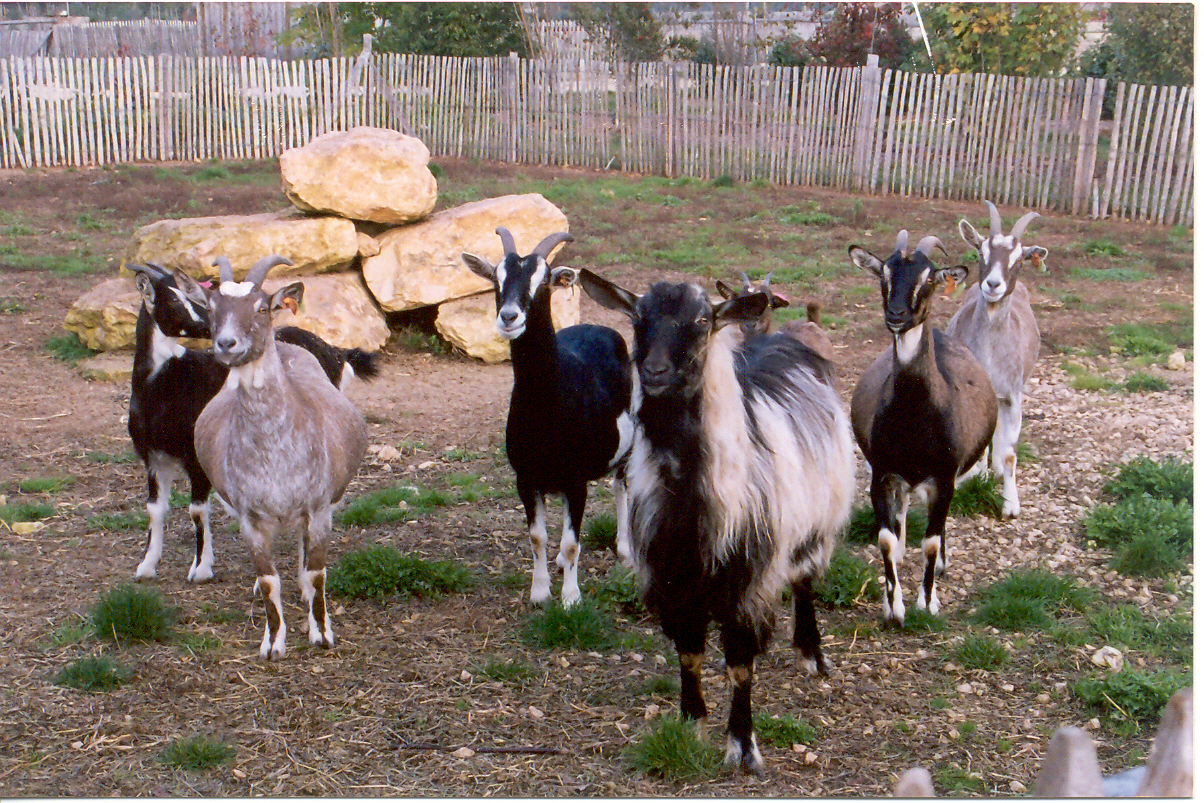 La santé est à l'auge spéciale petits ruminants | Agri Territoires Loiret